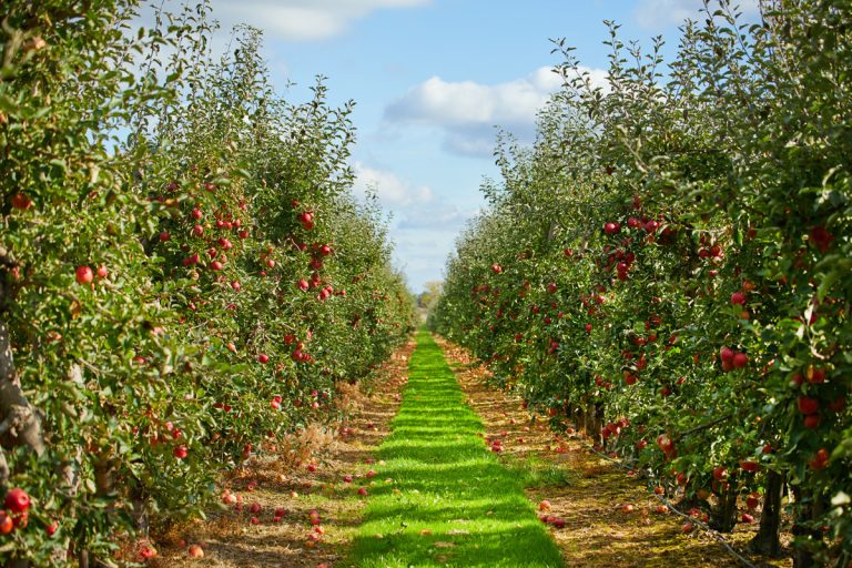 Your Official Hudson Valley Apple Picking Farm Guide
